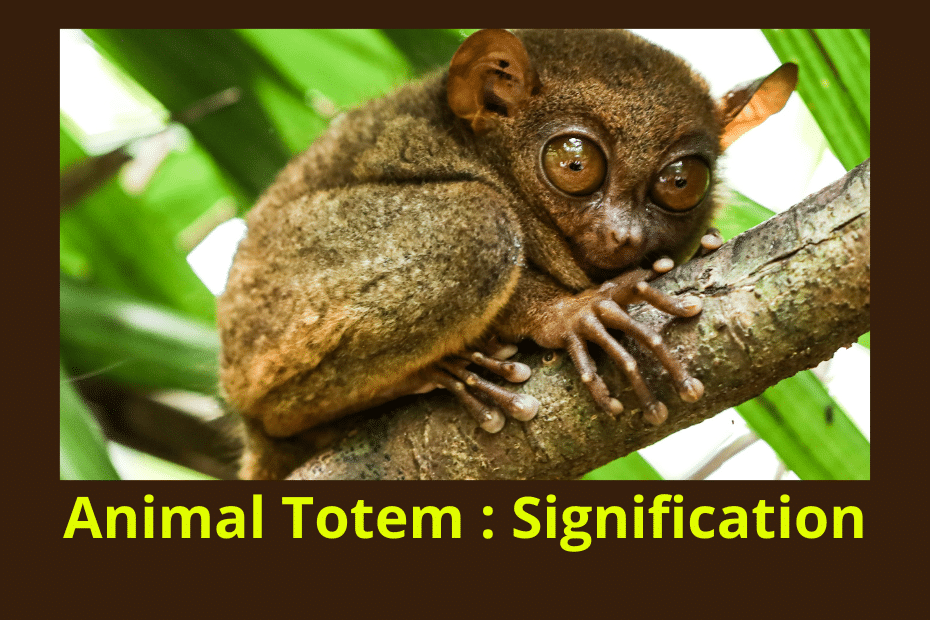 Animal Totem : Signification des animaux totems